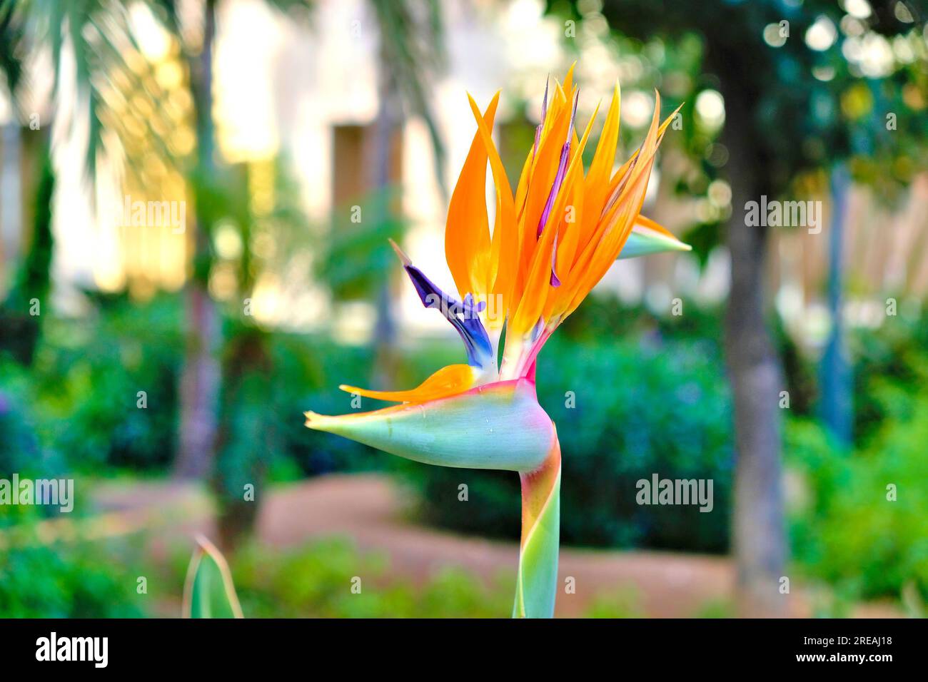 Single isolated orange crane flower (Strelitzia reginae Stock Photo - Alamy