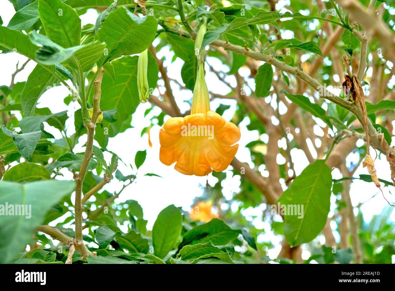 Big fully open flower of Datura plant Stock Photo - Alamy