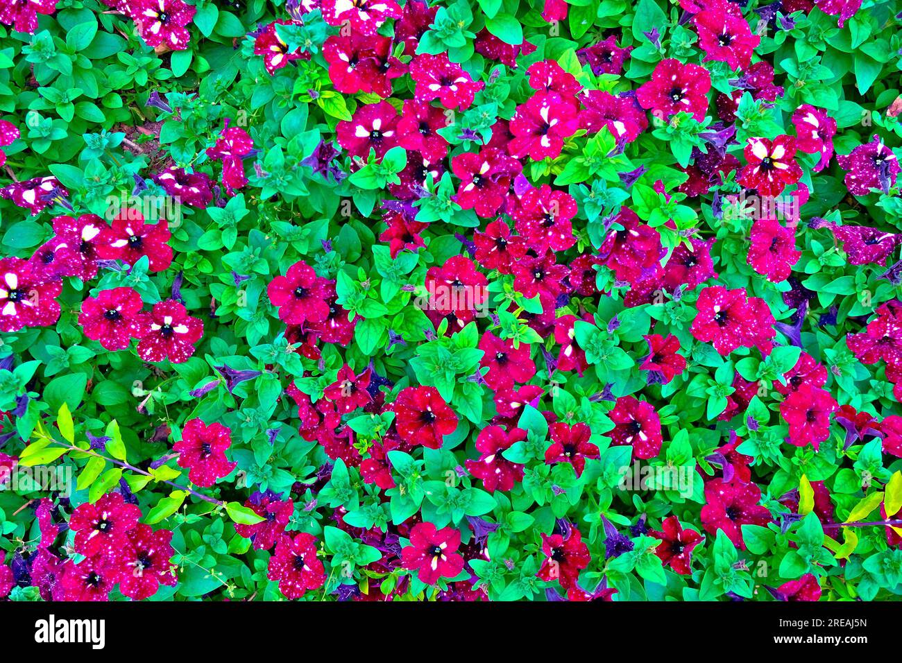 Vibrant and saturated background of petunia flowers in various shades ...