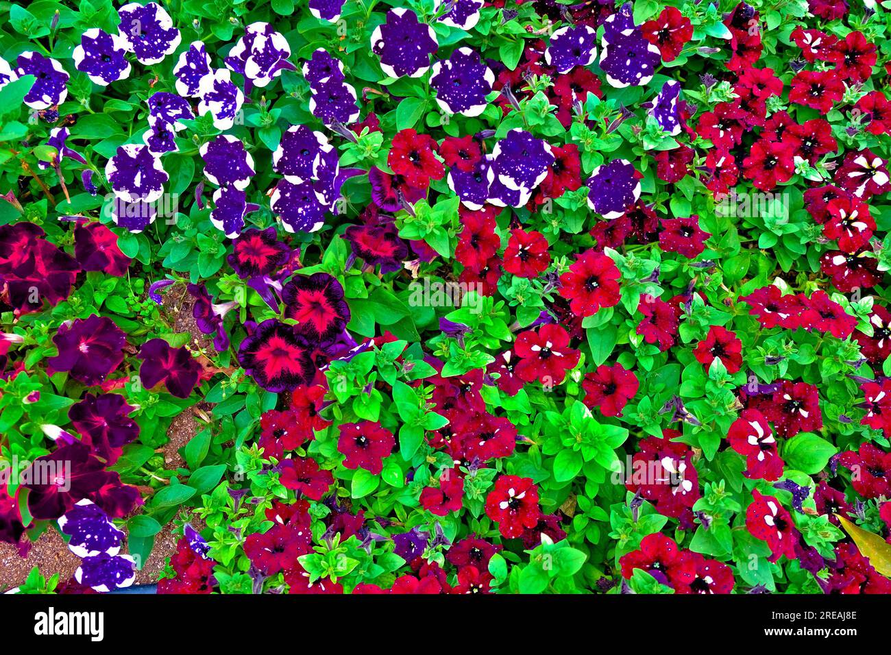 Vibrant and saturated background of petunia flowers in various vivid ...