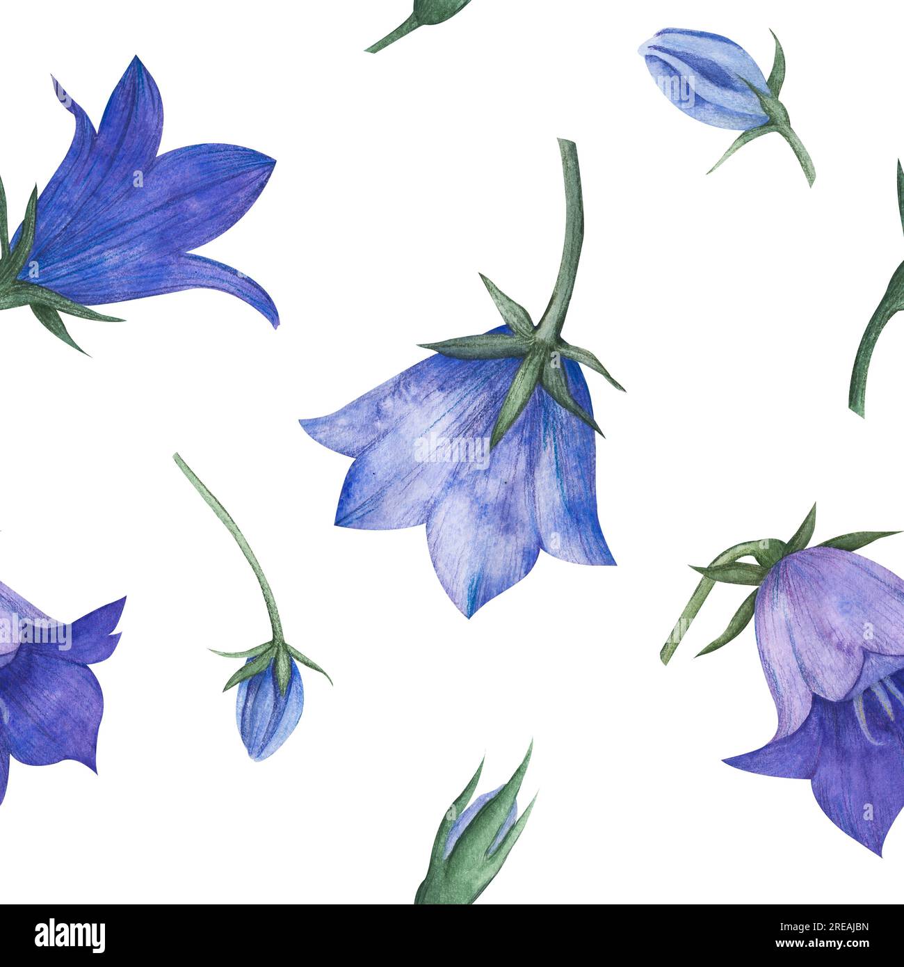 Seamless pattern with bluebell, spreading bellflower flowers Campanula ...
