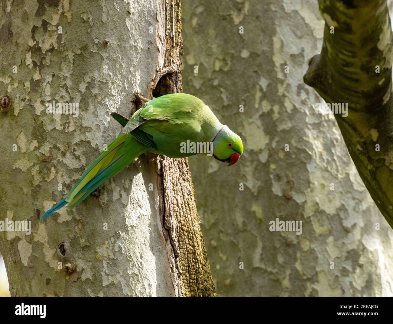 Rose ringed parakeet on a tree branch in Amsterdam Stock Photo - Alamy