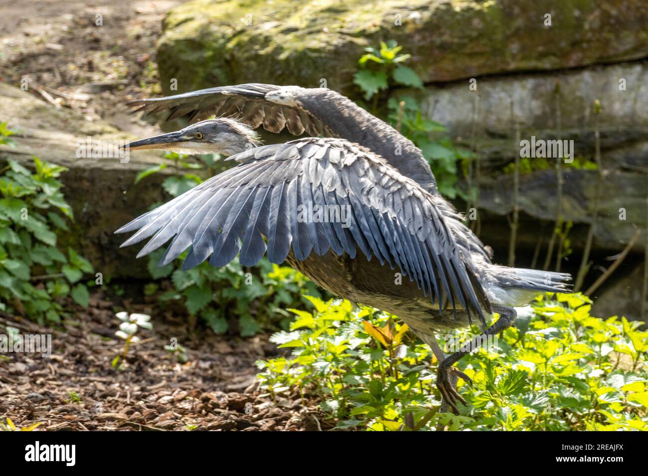 Juvenile grey heron with immature plumage standing on a log at the side ...