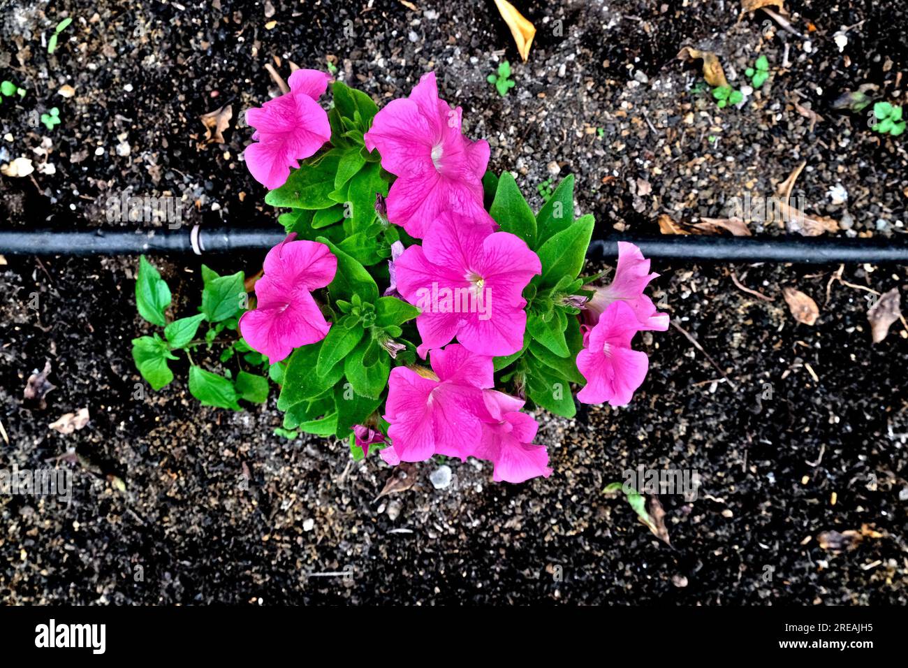 Single young petunia plant with pink flowers and plant nursery ...