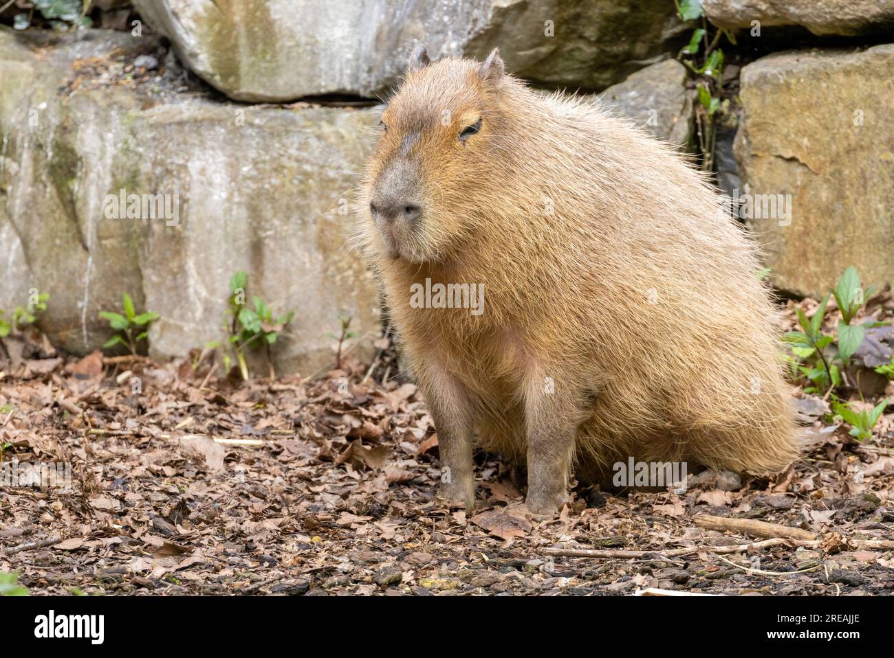 Capybara sitting hi-res stock photography and images - Alamy