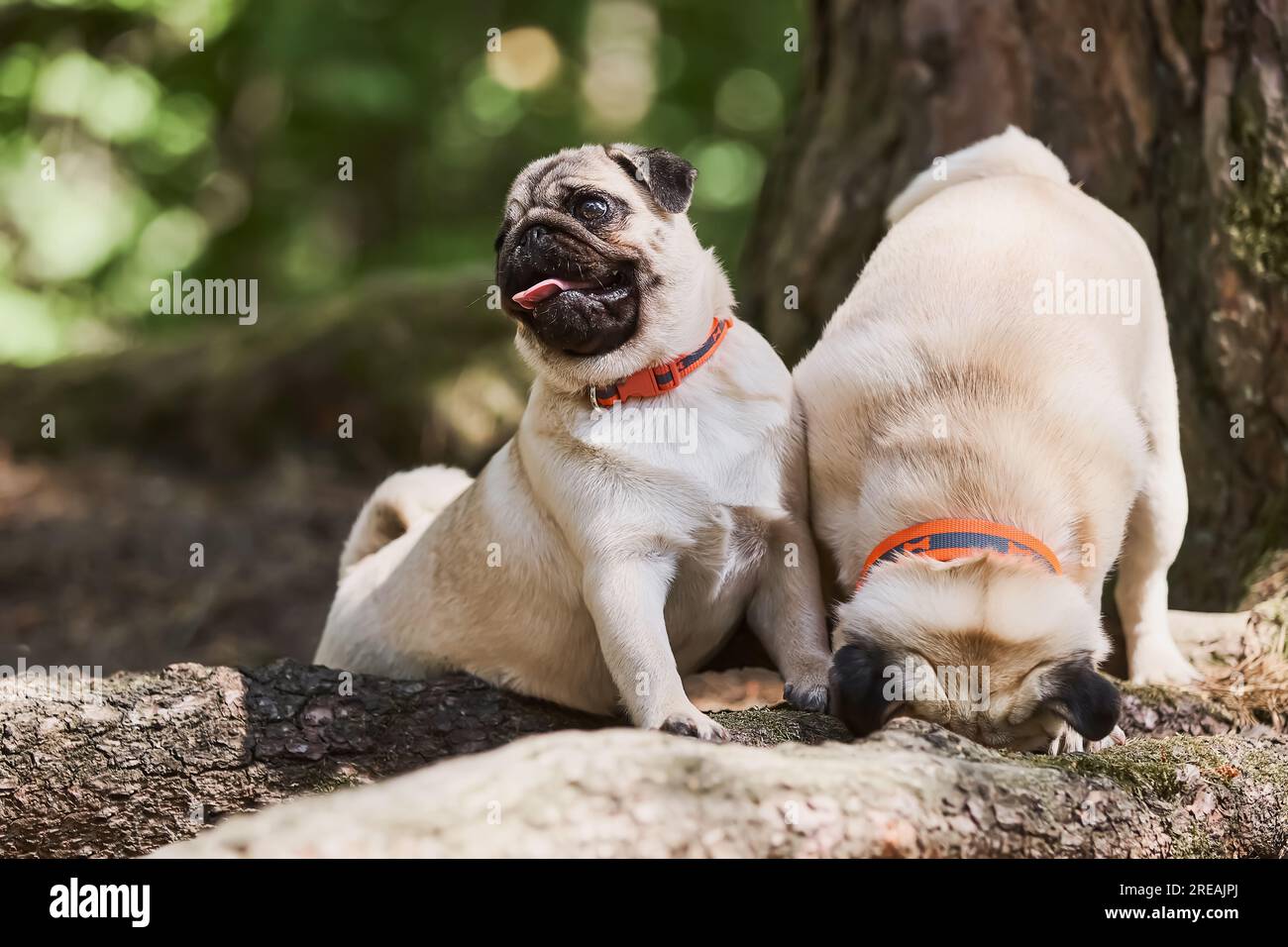 Cheerful walk in forest young hi-res stock photography and images - Alamy
