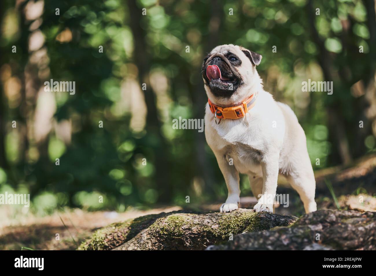 Young pug portrait hi-res stock photography and images - Alamy