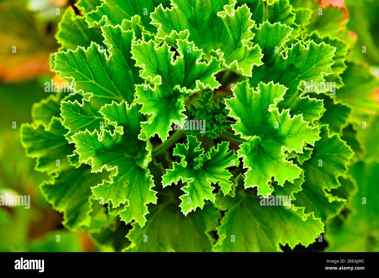 Fresh green leaves of a young plant of pelargonium geranium Stock Photo ...
