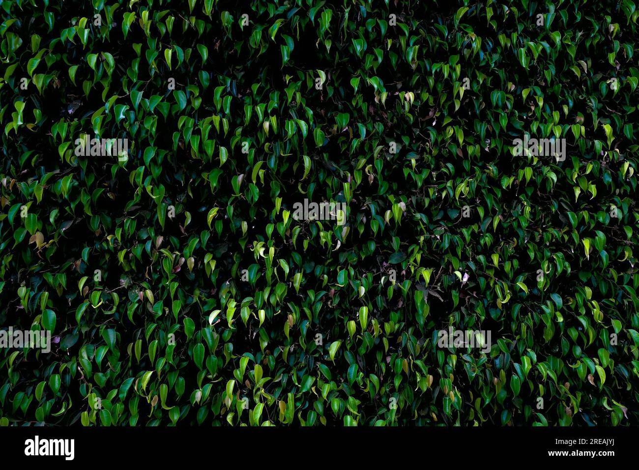 Plain dark green leaves empty background Stock Photo - Alamy