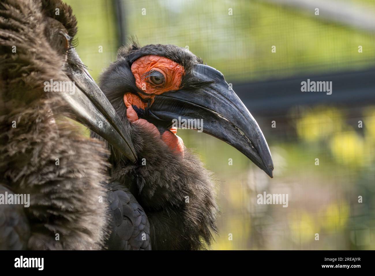 Southern ground hornbill bird Stock Photo - Alamy