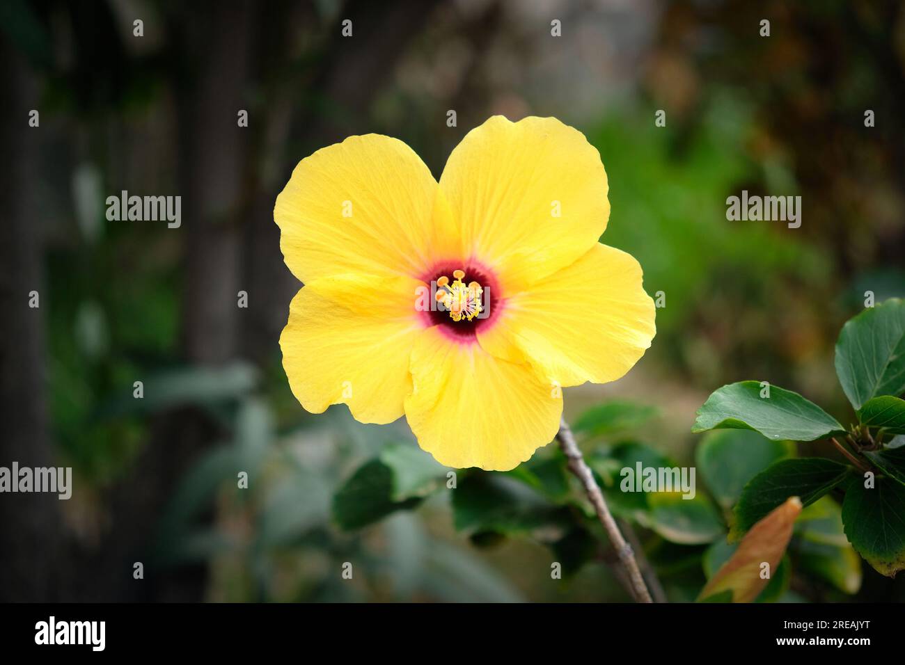 Bright yellow hibiscus flower centered in the frame, isolated, with ...