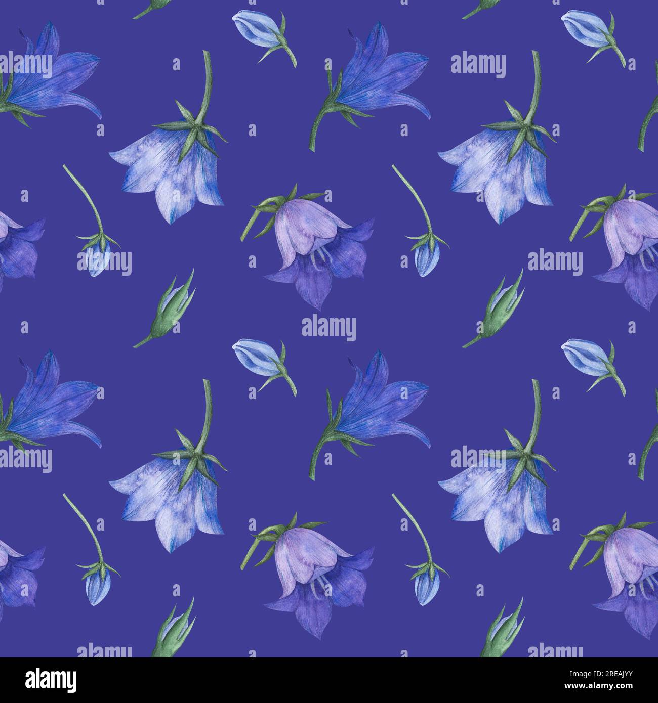 Seamless pattern with bluebell, spreading bellflower flowers Campanula ...