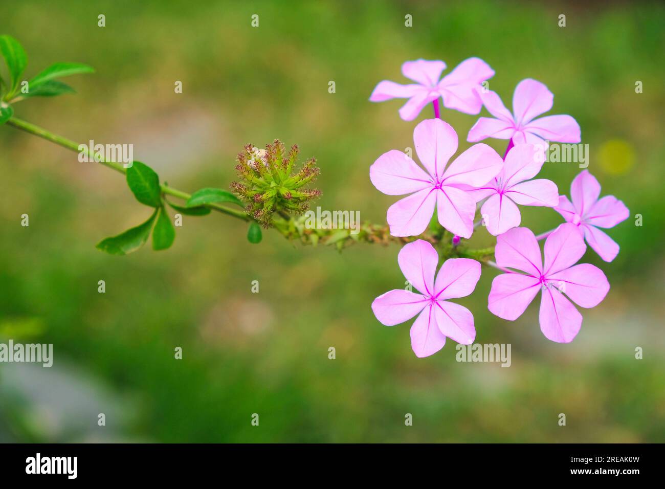 Delicate pale pink flox flowers on a single green twig, with soft green ...