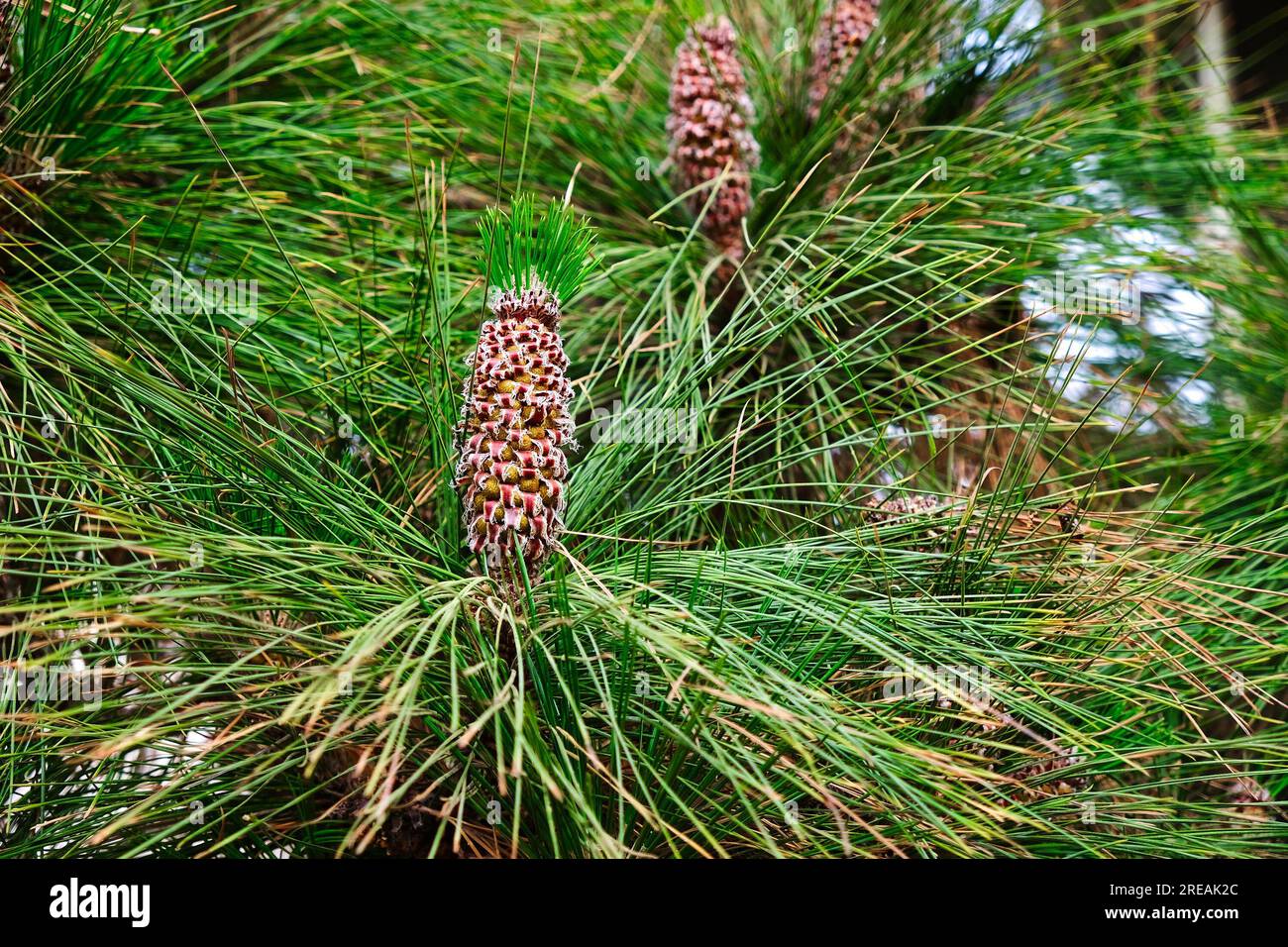 Male cones and needles of chir pine tree (Pinus roxburghii Stock Photo ...