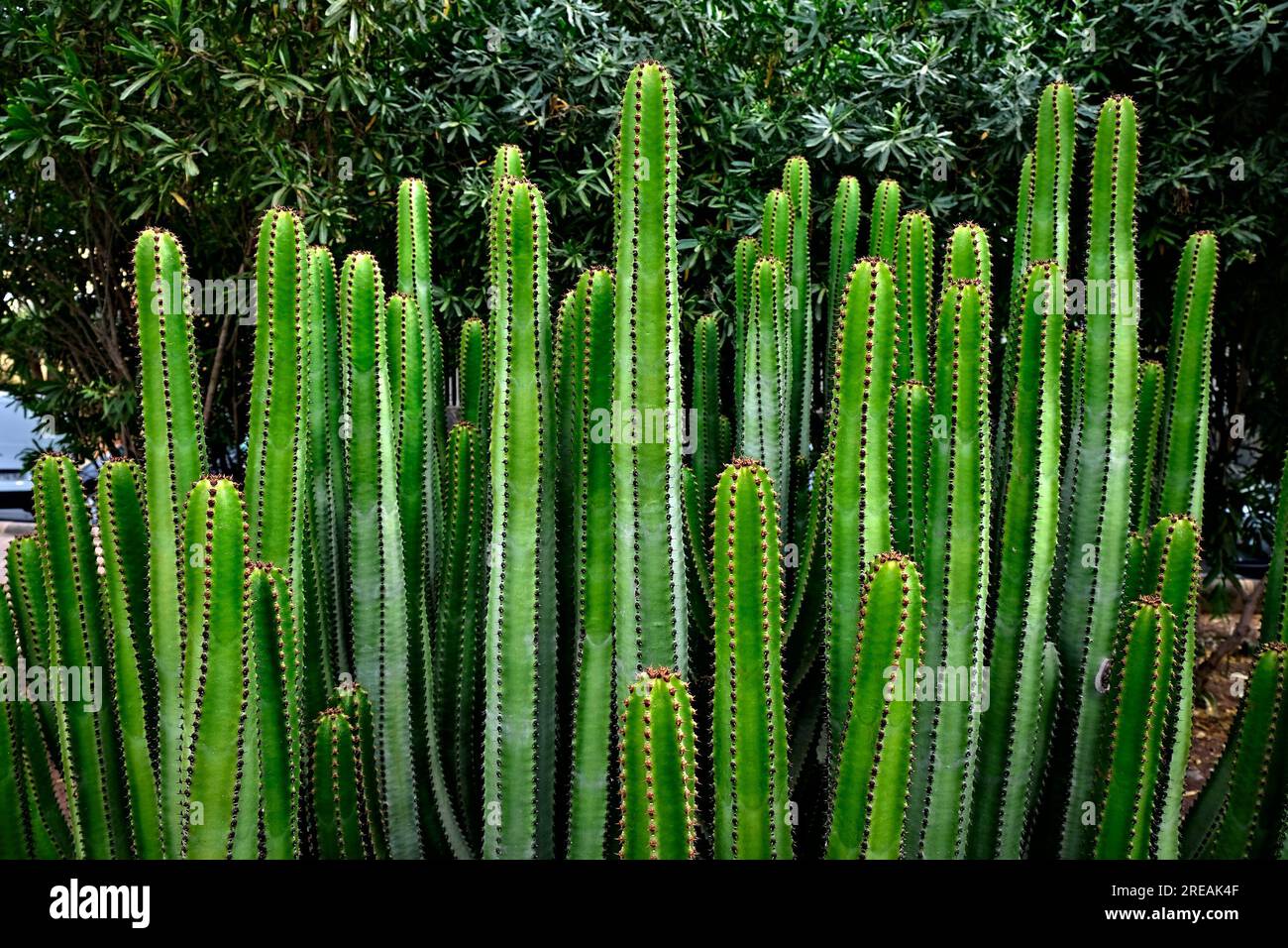Cardon (English: Canary Islands spurge) succulent plant of Euphorbia ...