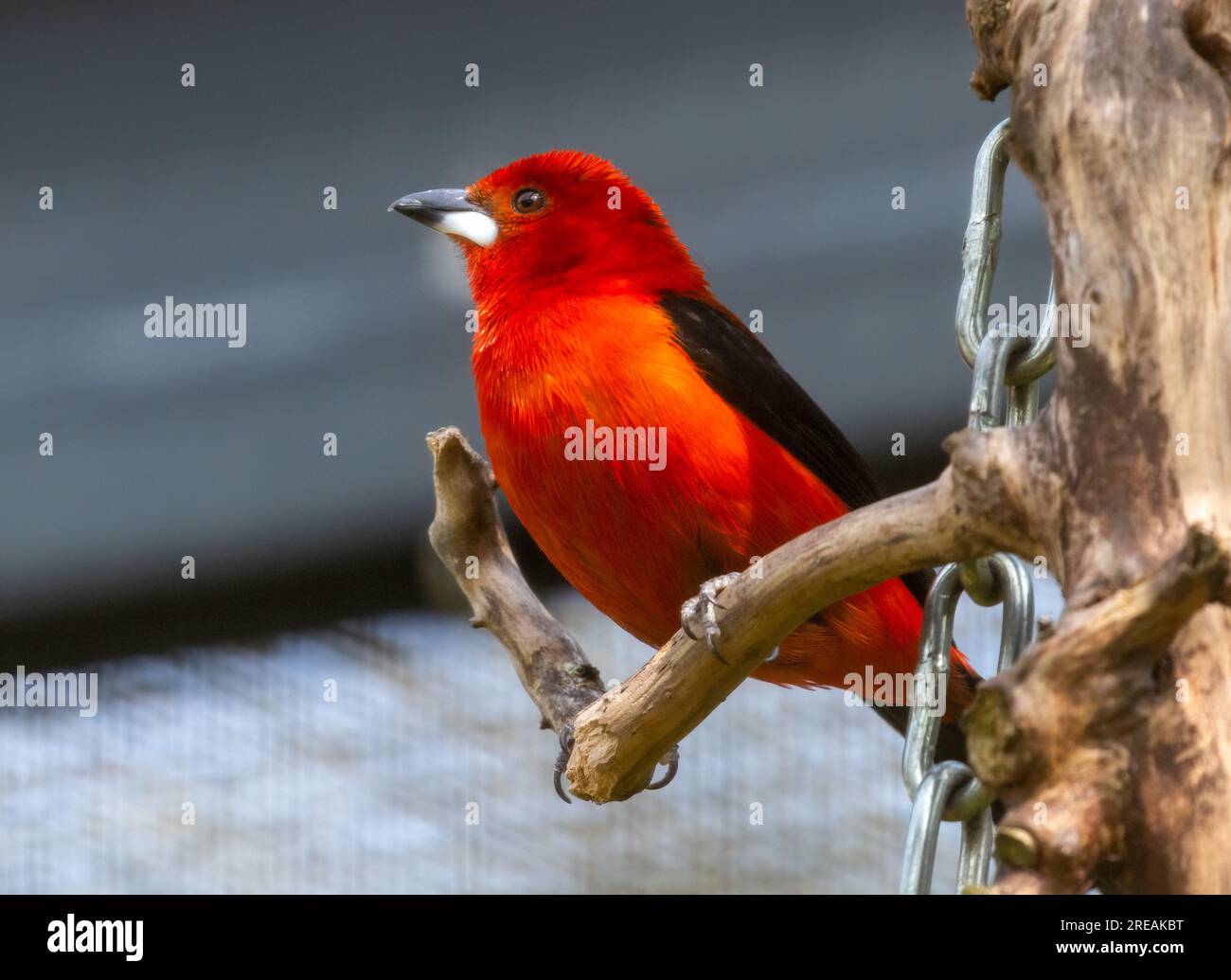 Bright coloured bird hi-res stock photography and images - Alamy
