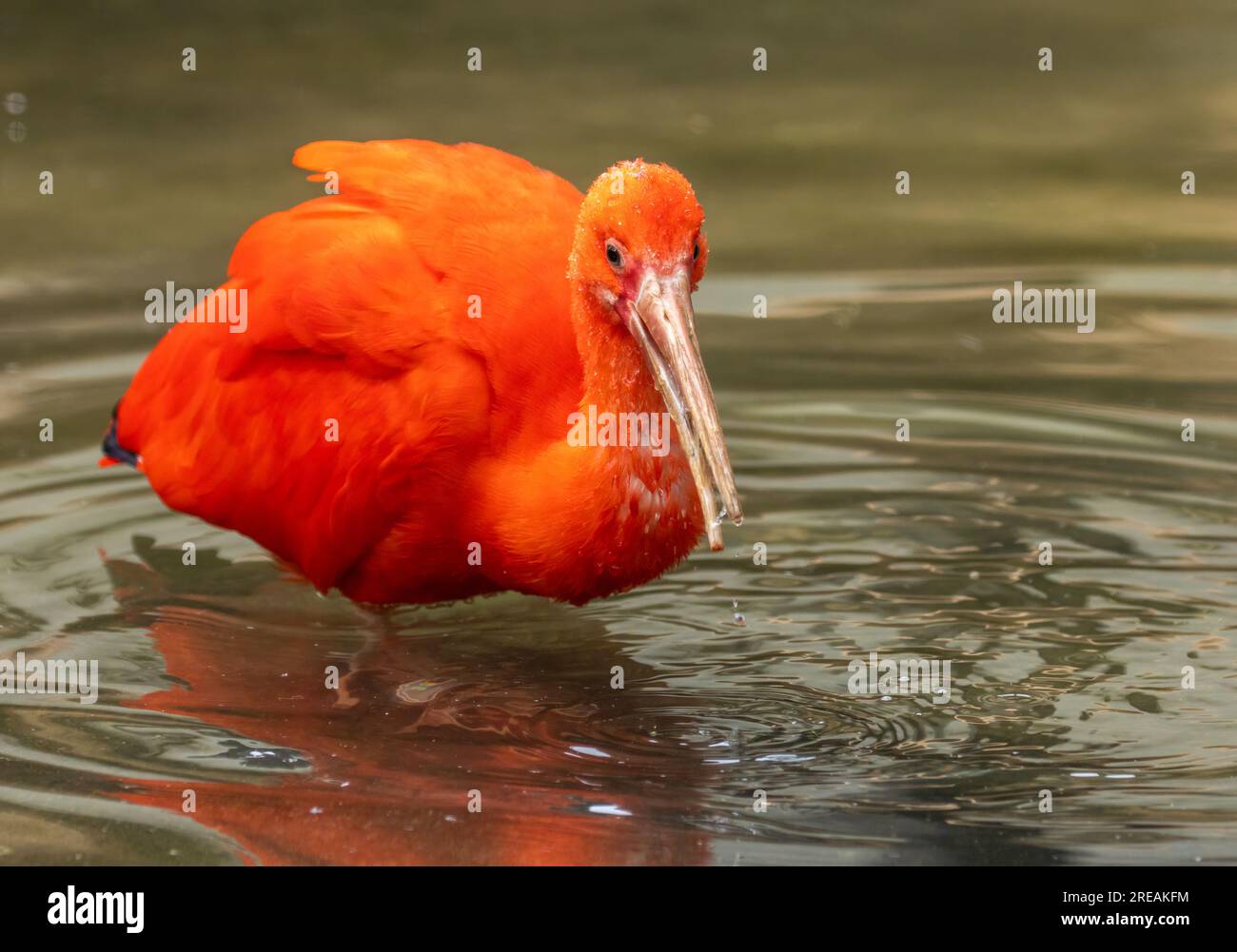 Beautiful Scarlet Ibis, one of the two national birds of Trinidad and ...