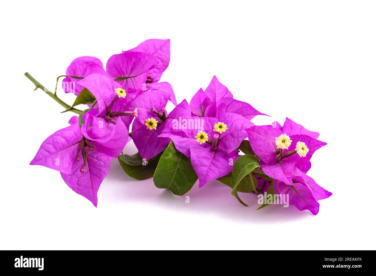 Bougainvillea flowers isolated on white background Stock Photo - Alamy