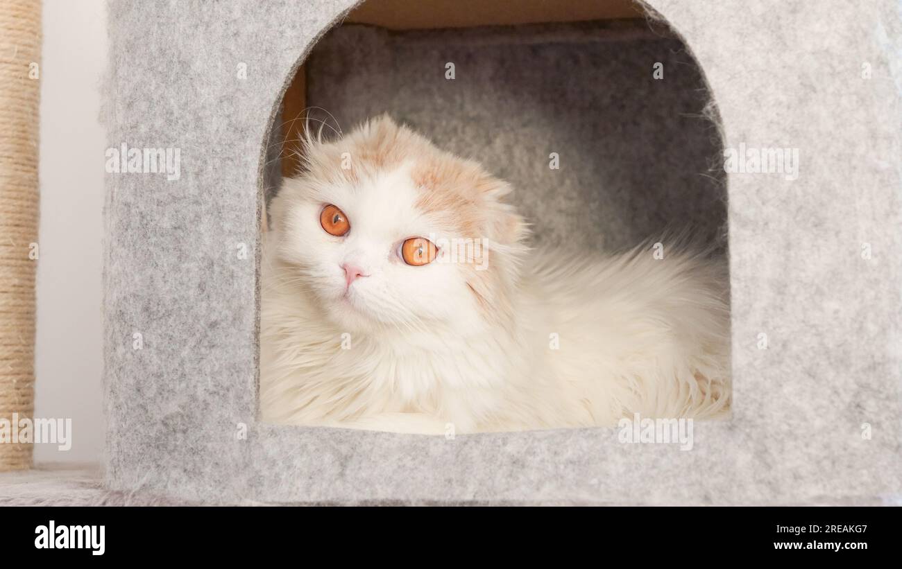 Fluffy calico kitty looking at camera on grey background, front view ...