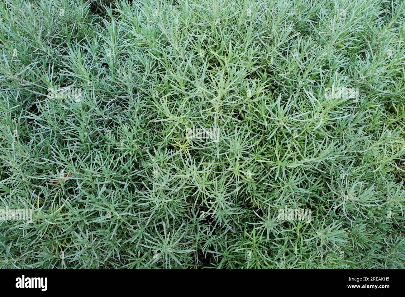 Helichrysum thianschanicum hi-res stock photography and images - Alamy