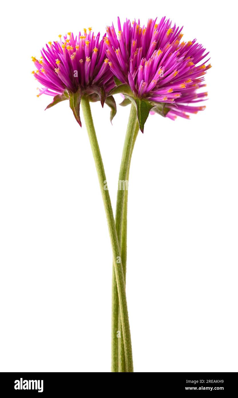 Bachelor's button flowers isolated on white background Stock Photo - Alamy