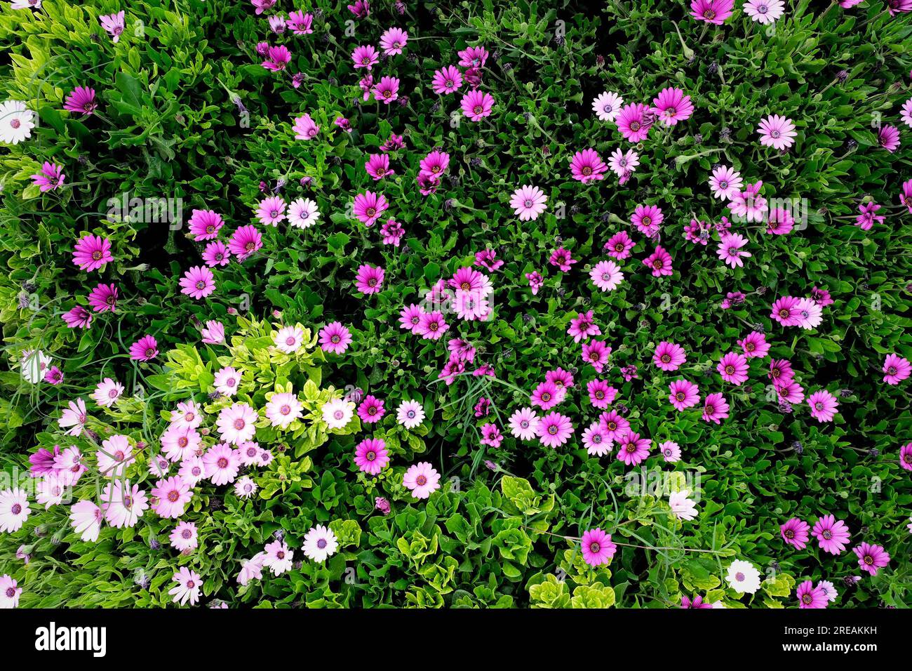 A background of varied color many marigold flowers, top view Stock ...