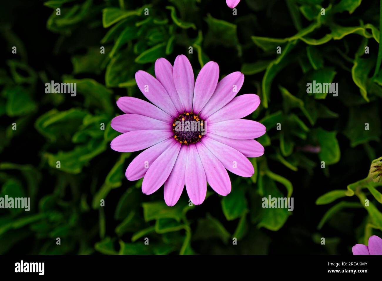 isolated solitary African daisy plower on green background Stock Photo ...