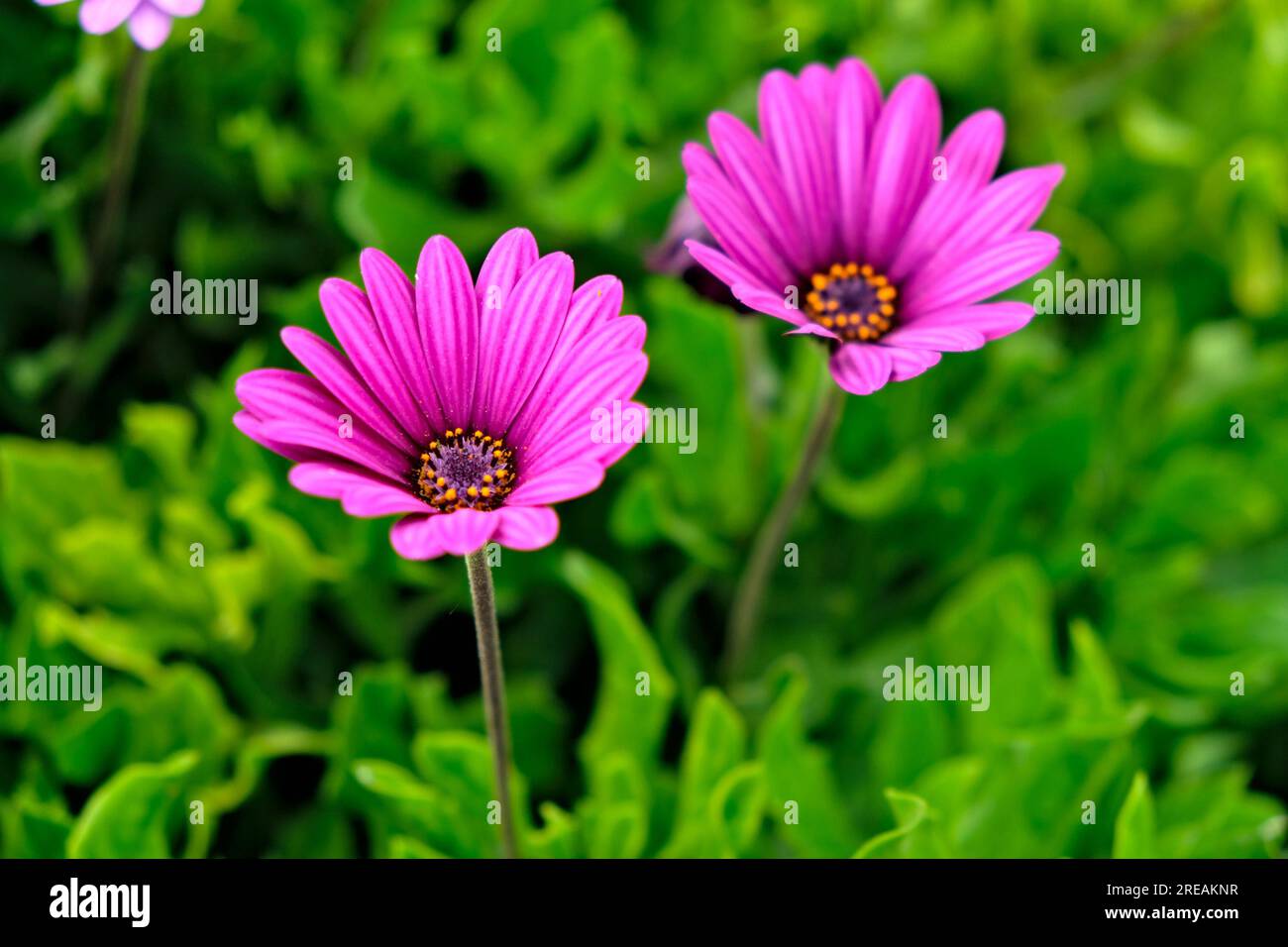 Two isolated saturated purple African daisy flowers, angled view and ...