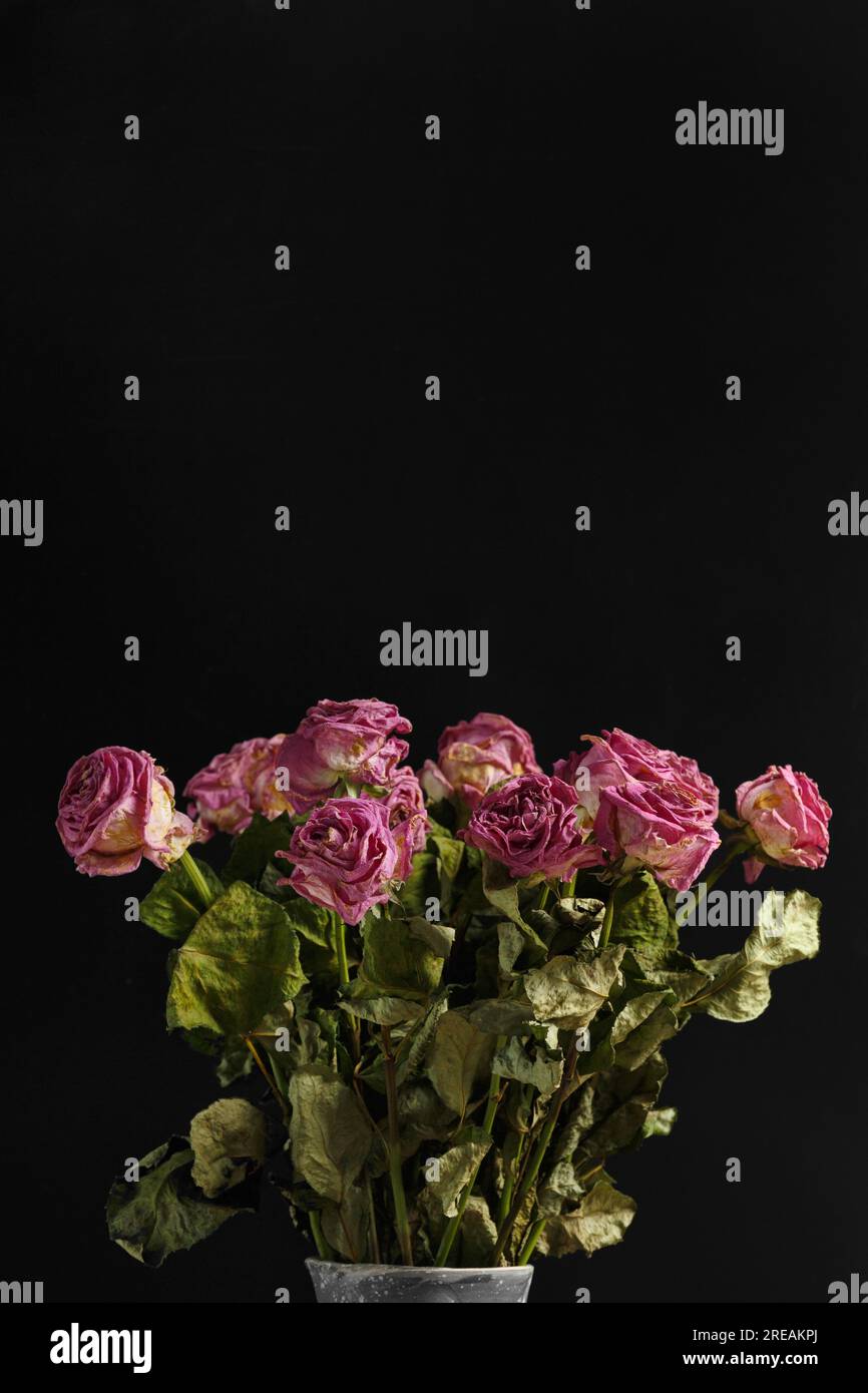 Dry pink roses on a black background, copy space. Bouquet of dead roses ...