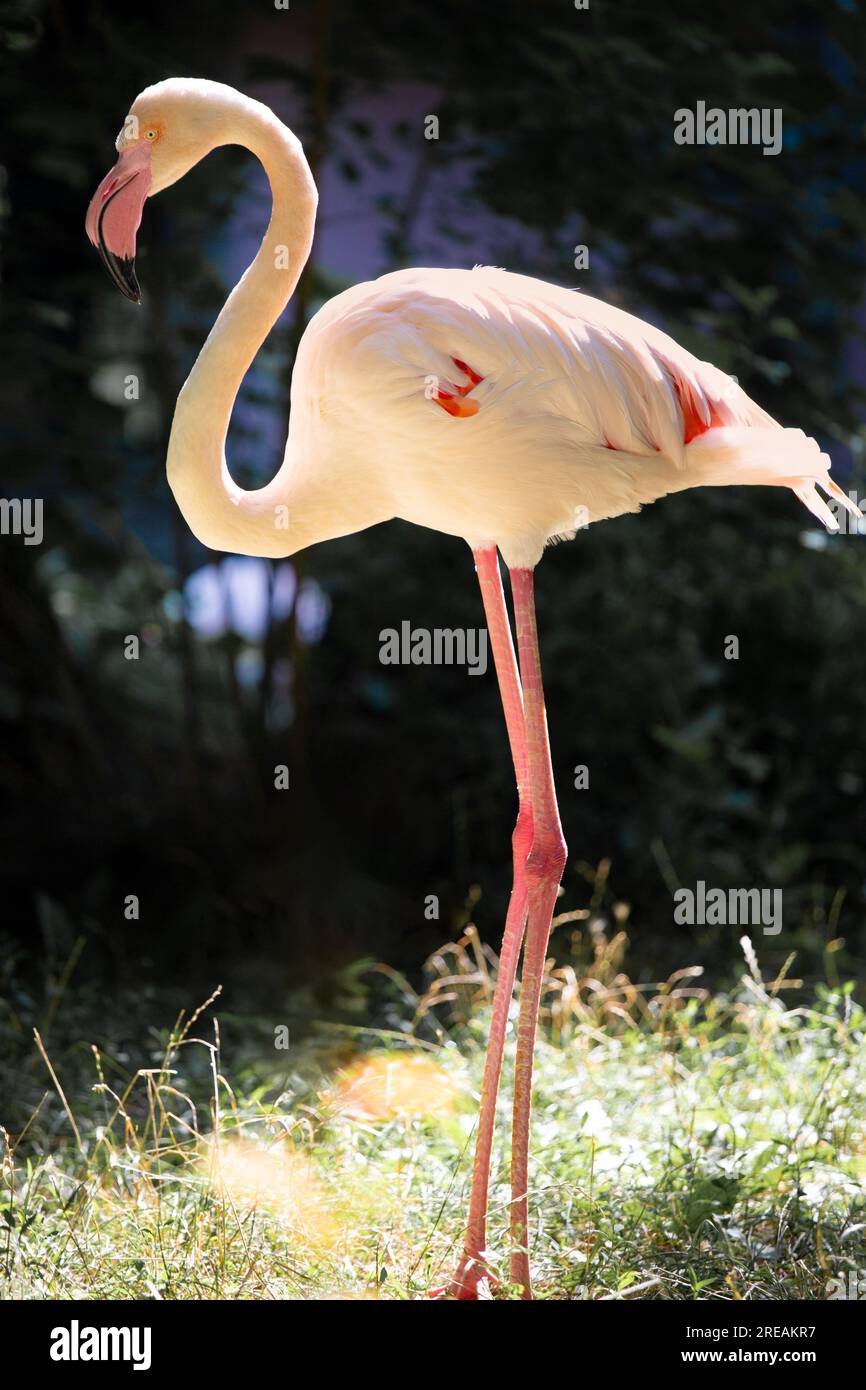 A pink flamingo stands outdoors against a backdrop of green trees and ...