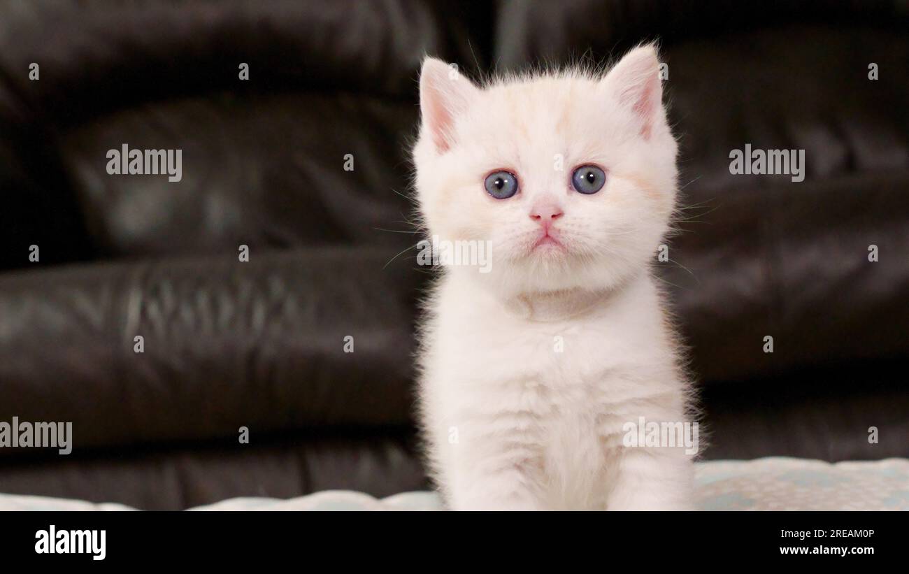 Fluffy cream kitten looking at camera on brown background, front view ...