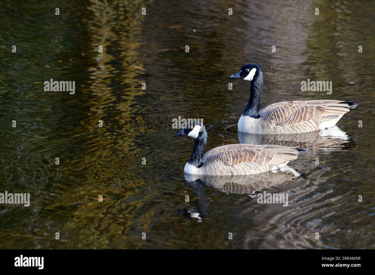 Two Canadian Geese are swimming in the water Stock Photo - Alamy