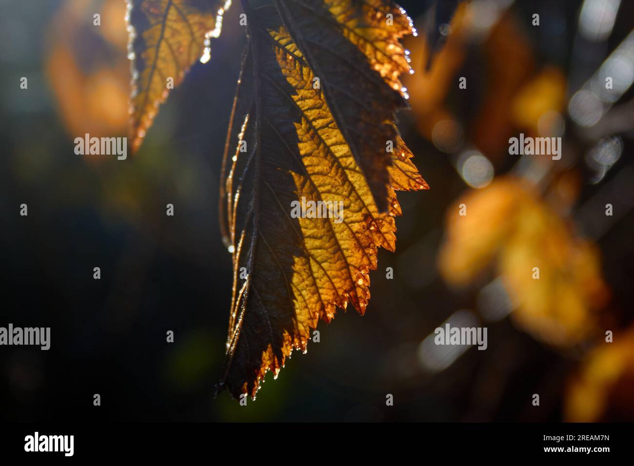 Lit up by the sun hi-res stock photography and images - Alamy