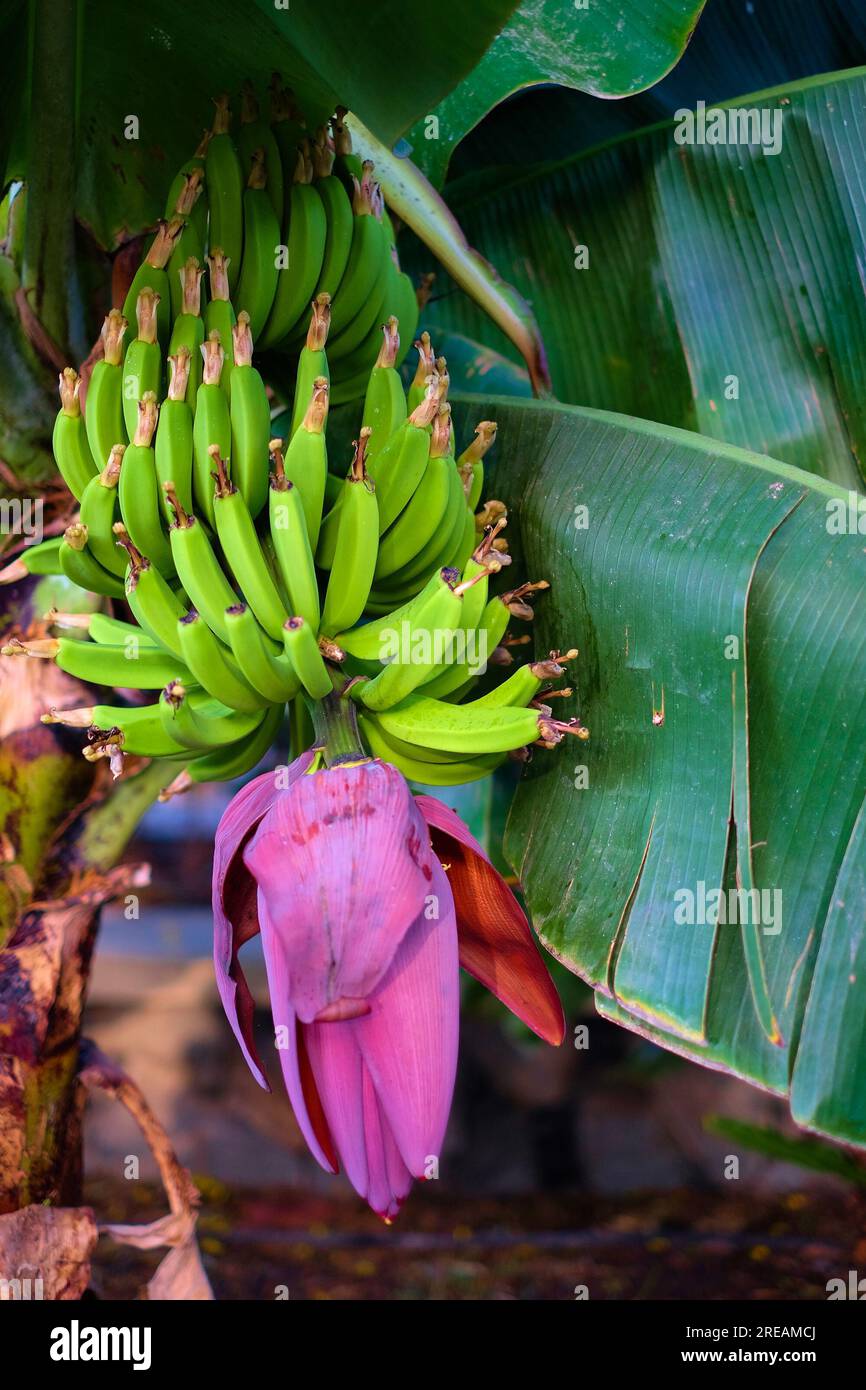 A bunch of young green bananas and a banana flower on a banana plant ...