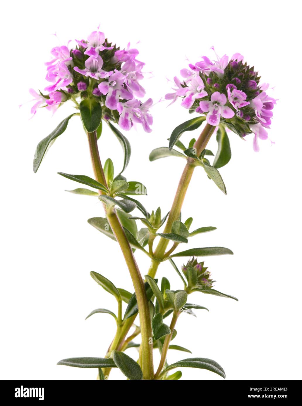 Savory flowers isolated on white background Stock Photo - Alamy