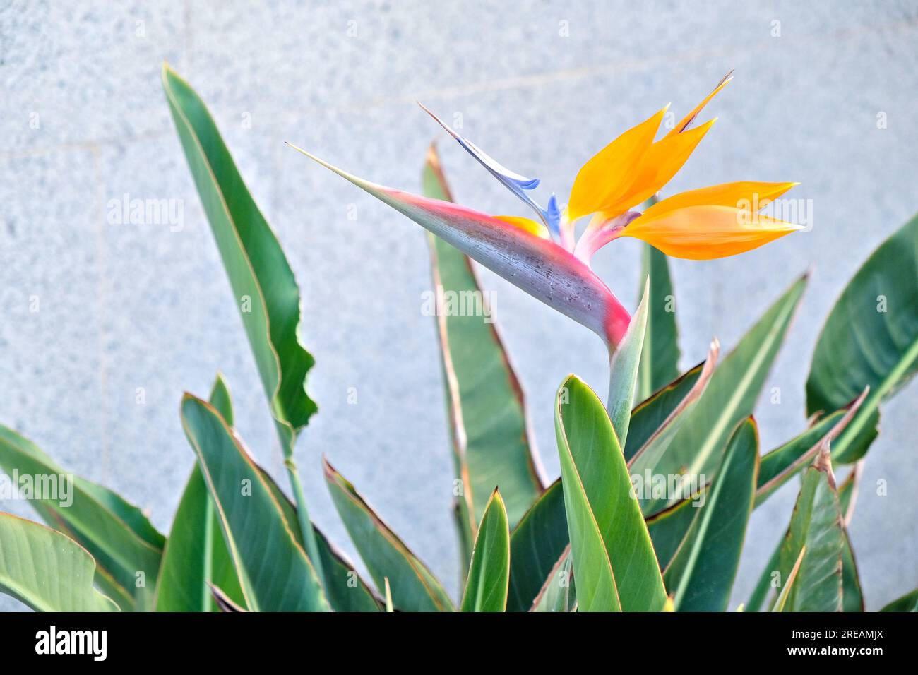 Strelitzia reginae, crane flower, bird of paradise flower in the garden ...