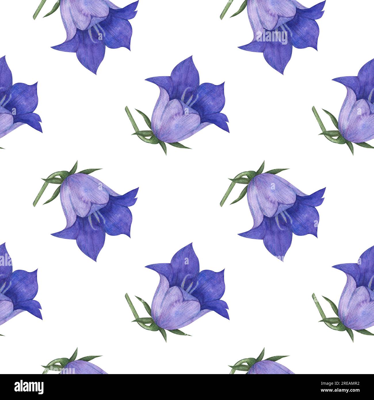 Seamless pattern with bluebell, spreading bellflower flowers Campanula ...
