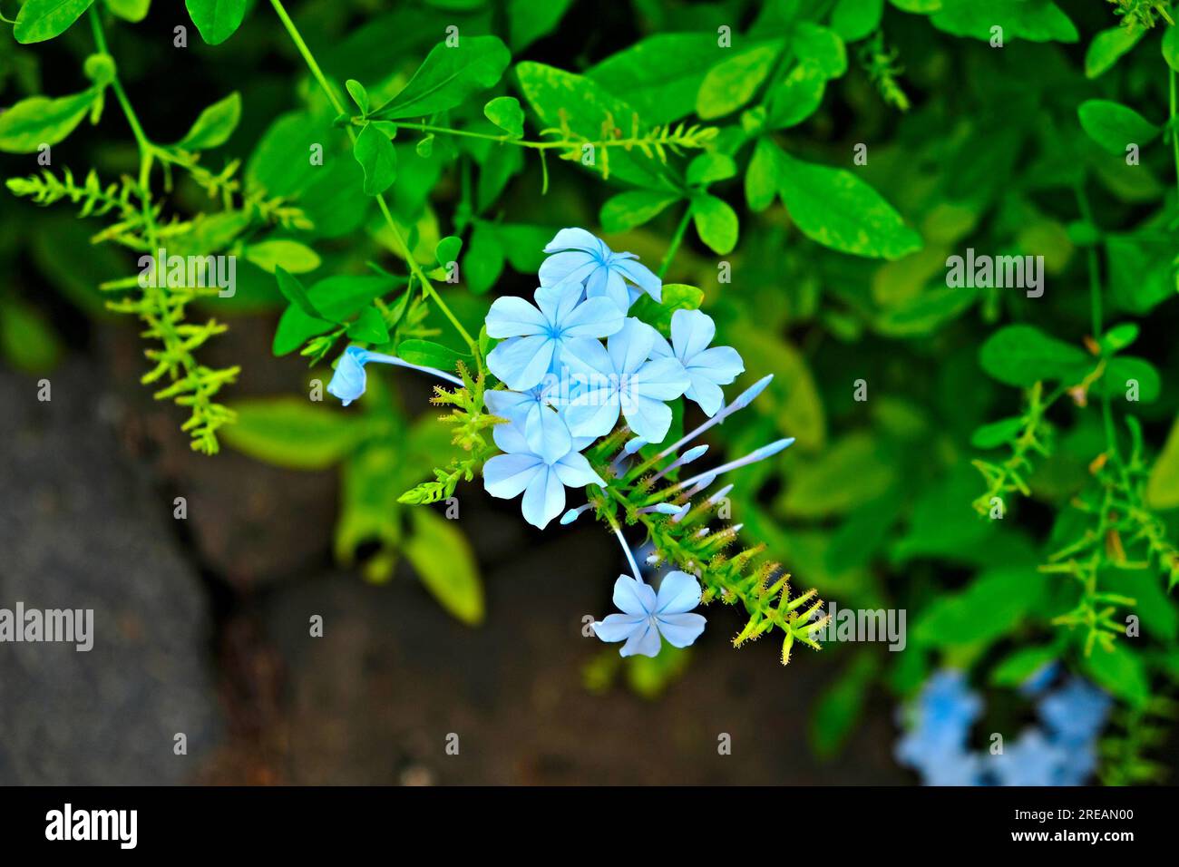 Plain little blue flowers on a green garden plant Stock Photo - Alamy