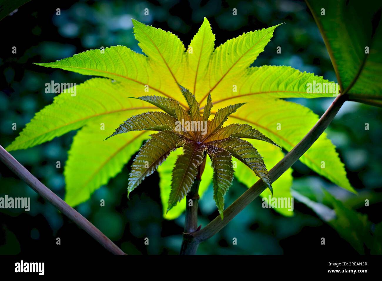 Young green spring leaves hi-res stock photography and images - Alamy