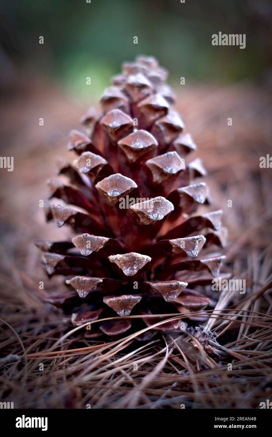 A large cone of the black pine tree (Pinus canariensis Stock Photo - Alamy