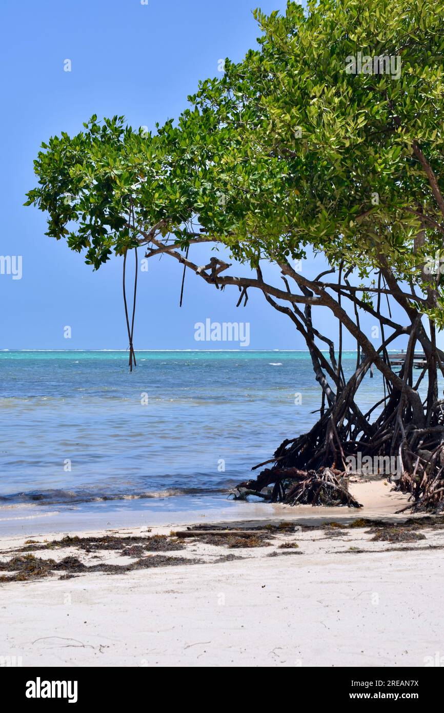 Mangrove trees on the beach with their roots sticking out from the ...