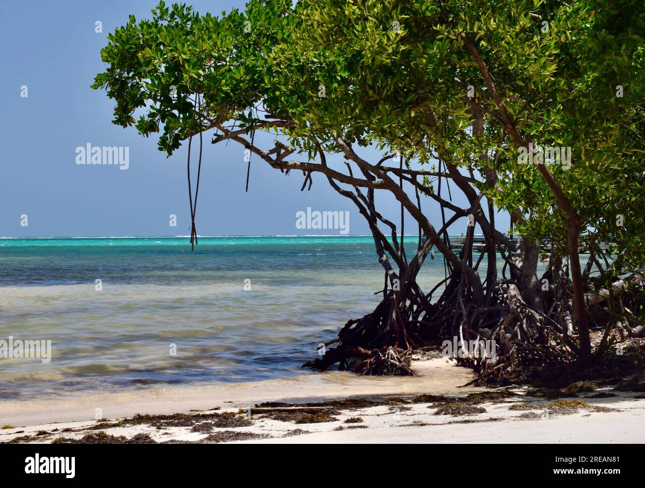 Mangrove trees on the beach with their roots sticking out from the ...
