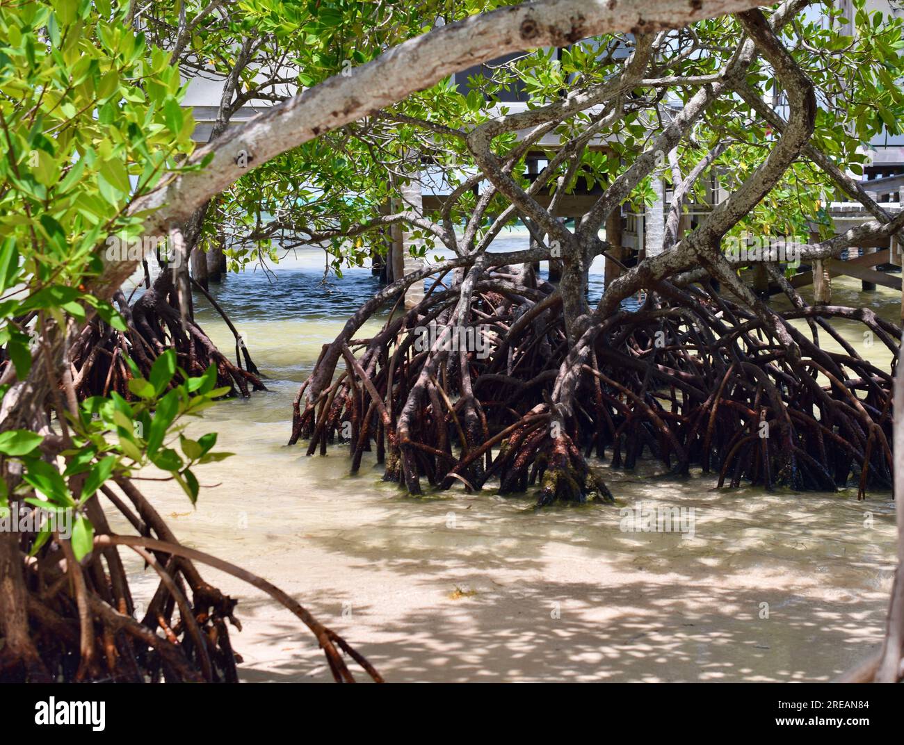Mangrove trees on the beach with their roots sticking out from the ...