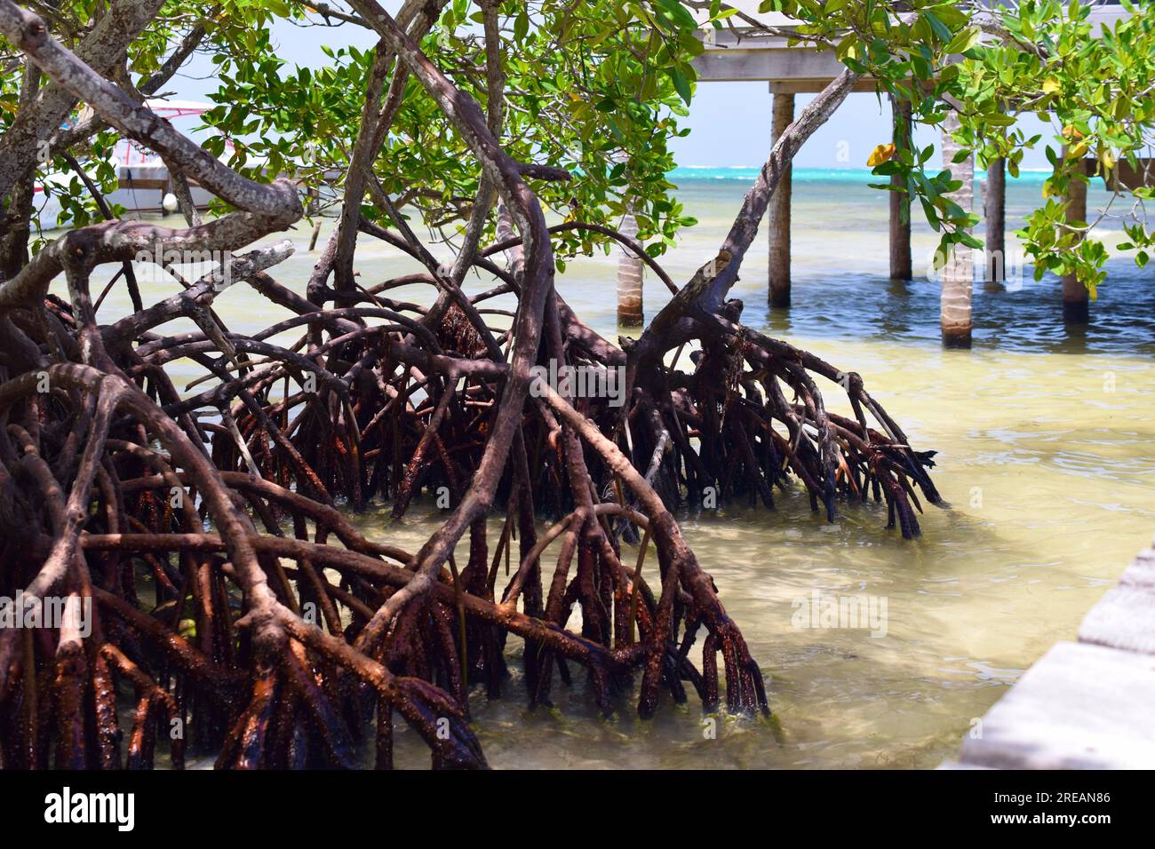 Mangrove trees on the beach with their roots sticking out from the ...