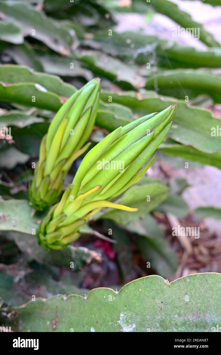 Two small flower buds of dragon fruit plant (Hylocereus undatus Stock ...