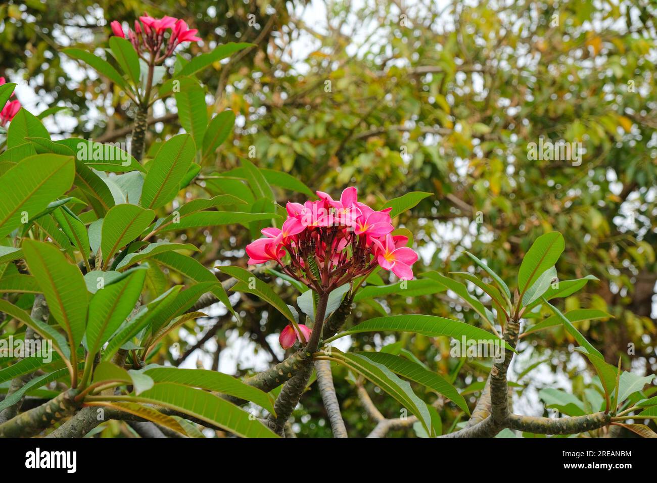 Plumeria rubra tree hi-res stock photography and images - Alamy