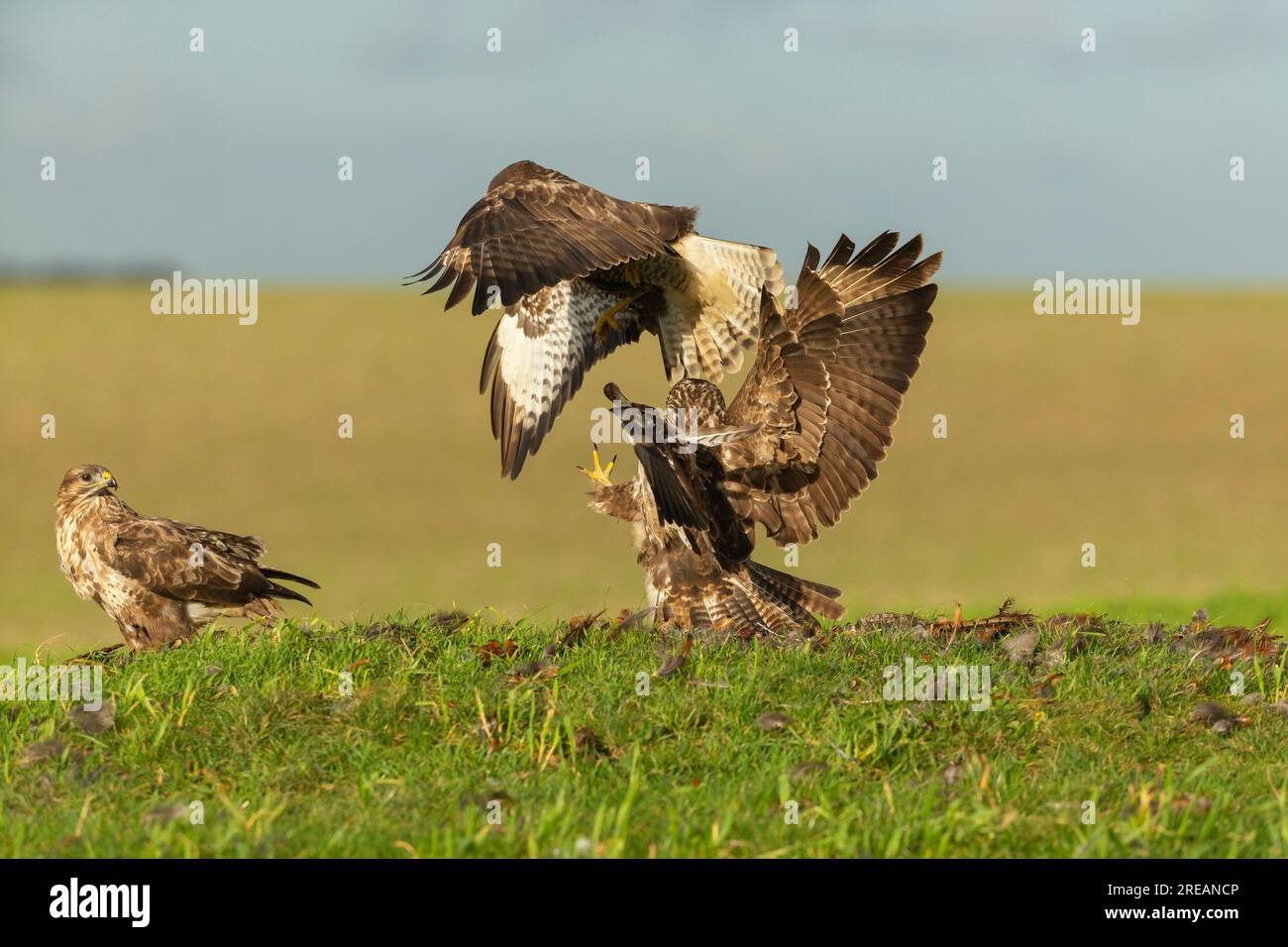 Common buzzard Buteo buteo, fighting over food, Berwick Bassett ...