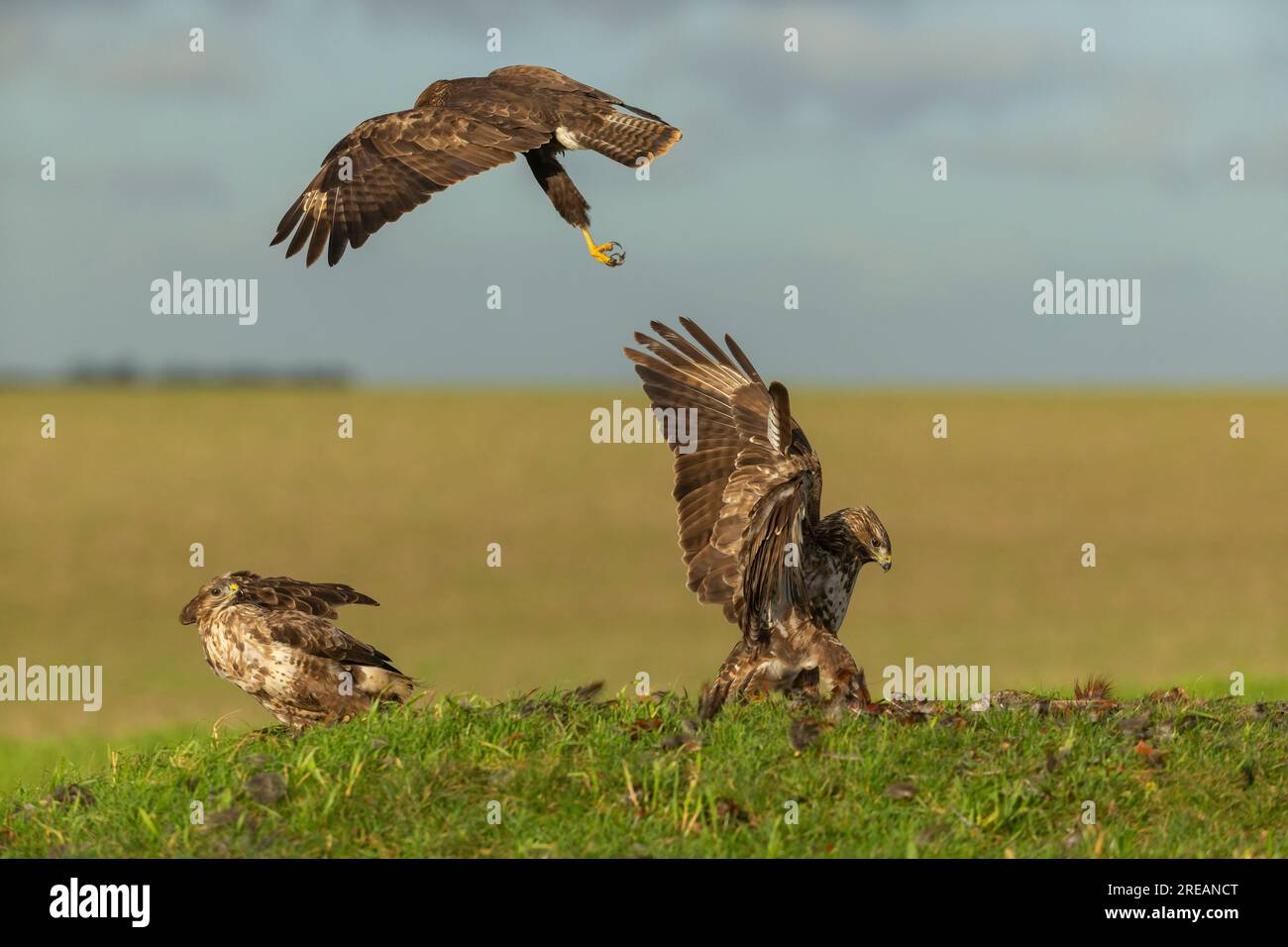 Common buzzard Buteo buteo, fighting over food, Berwick Bassett ...