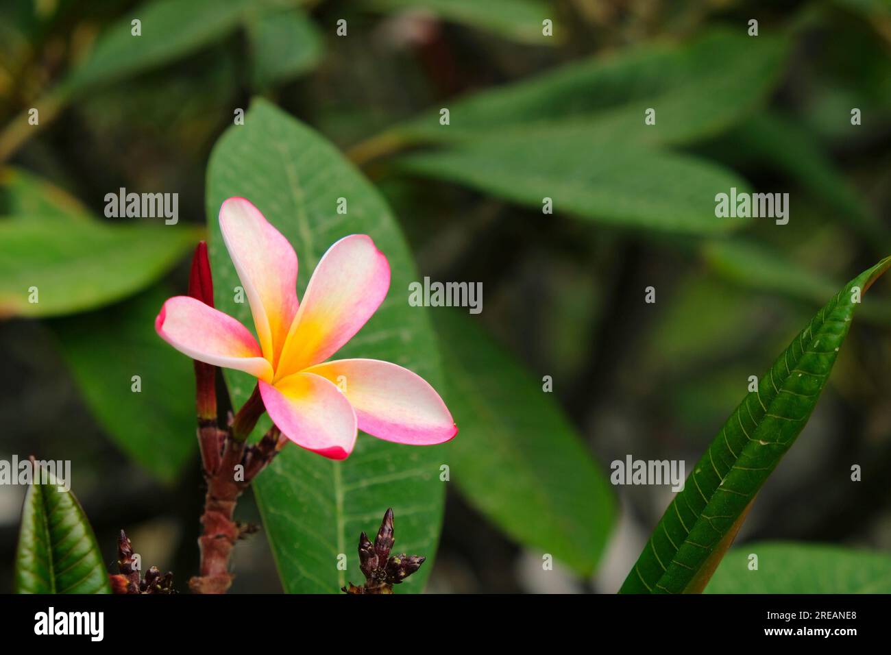 One pink frangipani flower (Plumeria rubra), offset Stock Photo - Alamy
