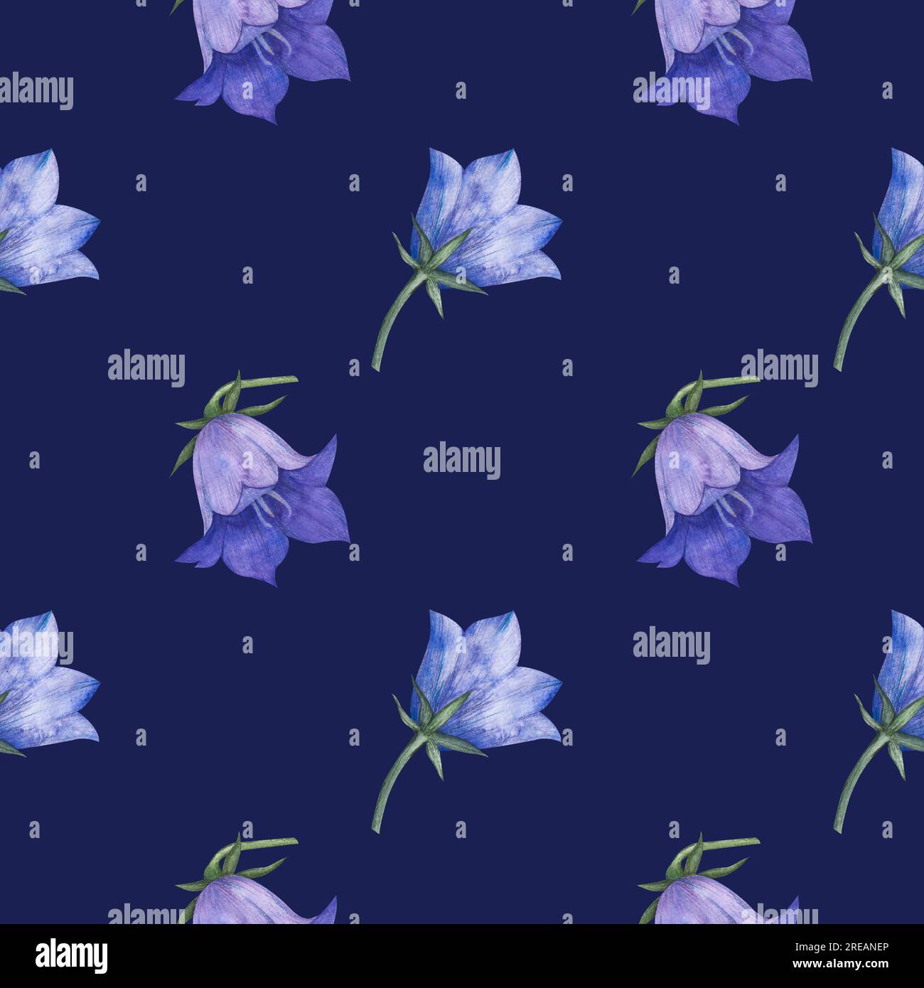 Seamless pattern with bluebell, spreading bellflower flowers Campanula ...